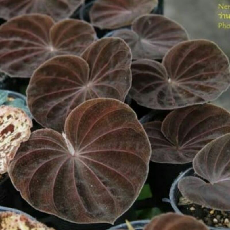Jual nervila plicata | Shopee Indonesia