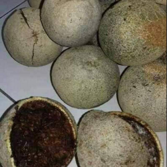 Jual Buah kawis kinco kawista | Shopee Indonesia