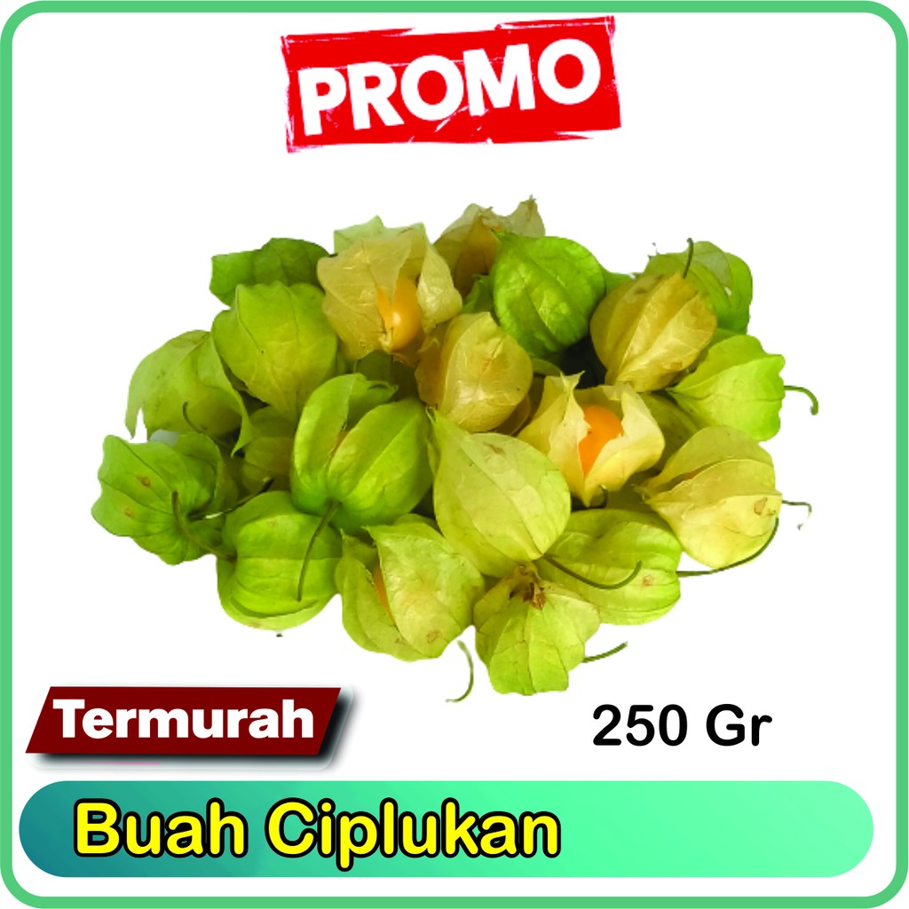 Jual Ciplukan 250 gram fresh dan original | Shopee Indonesia