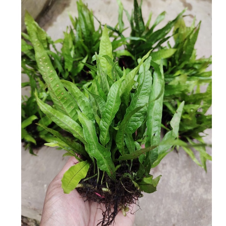 Jual Kadaka Java Fern Porsi Ikat - Microsorum Pteropus Tanaman ...