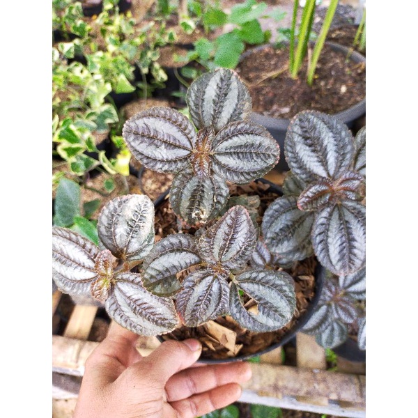 Jual tanaman hias Pilea involucrata tanaman hias pilea silver tree ...