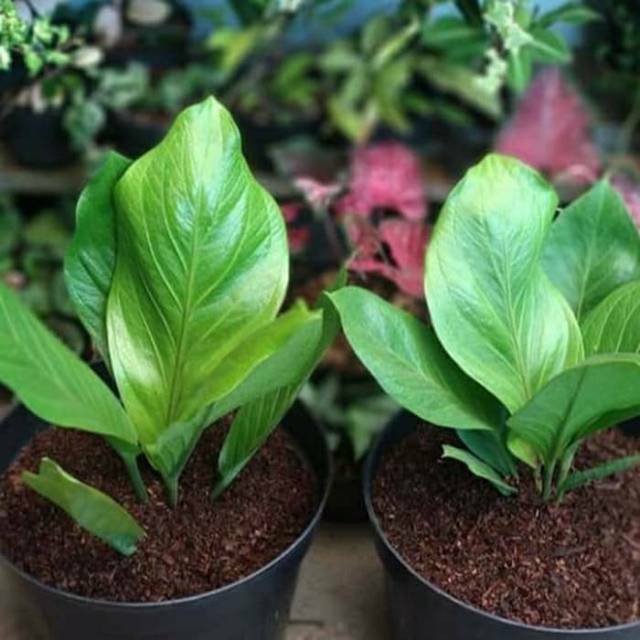 Jual Tanaman hias anthurium jemani cobra antorium jenmani kobra taneman ...