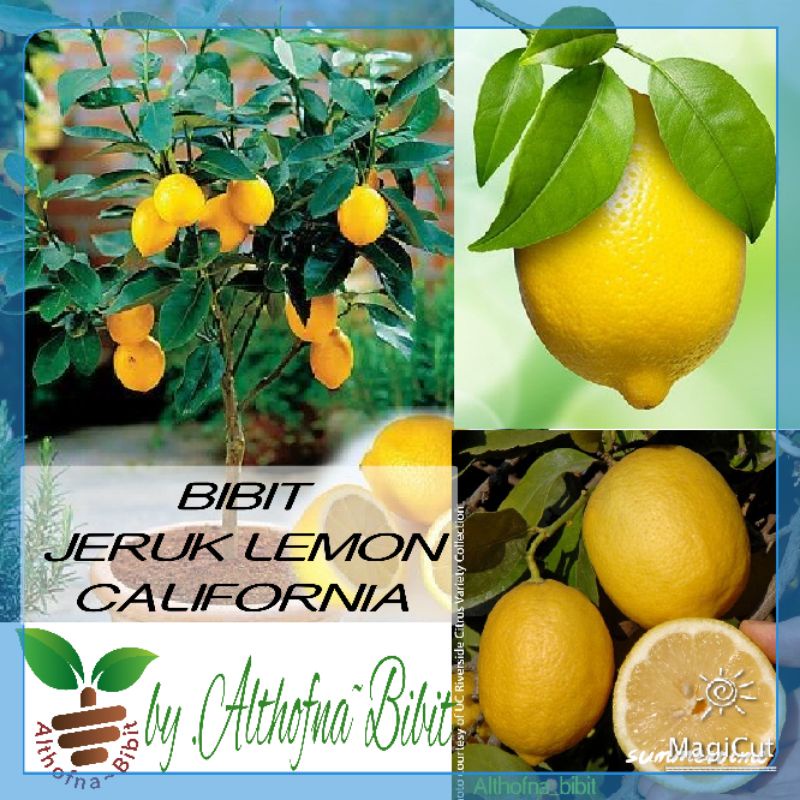 Jual BIBIT BUAH JERUK LEMON CALIFORNIA (KONDISI BERBUAH) | Shopee Indonesia