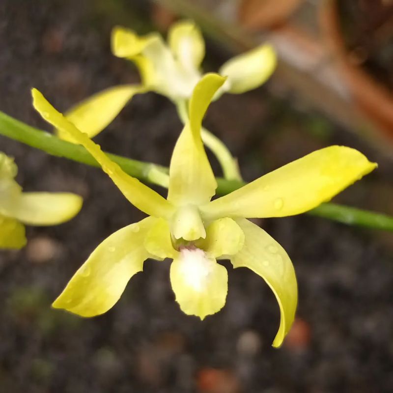 Jual Dendrobium genting royal (bunga wangi) | Shopee Indonesia