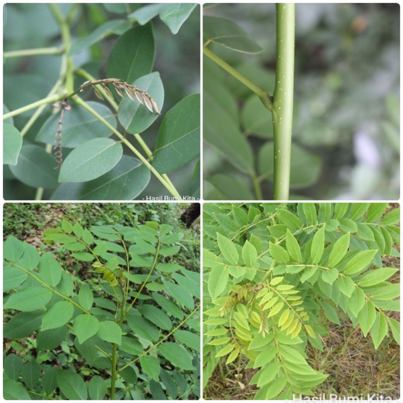 Jual Bibit Pohon Gamal Panjatan Vanilli Vanilla Kleresede Gliricidia ...