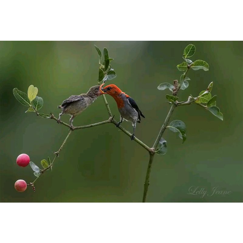 Jual burung kemade / citbang / abangan | Shopee Indonesia