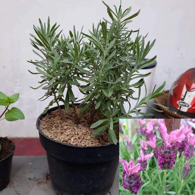Jual Lavandula angustifolia /Lavender gold creek ASLI / bibit tanaman ...