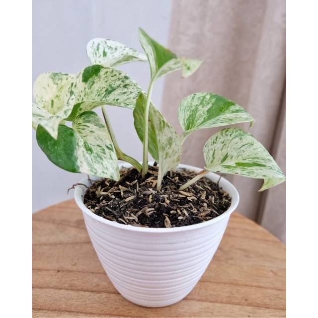 Jual Tanaman Hias Sirih Belanda Varigata | Shopee Indonesia