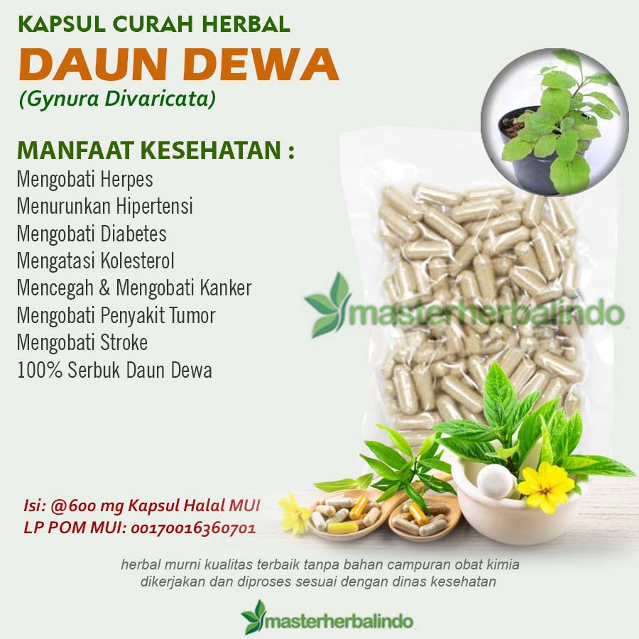 Jual DAUN DEWA 100 Kapsul Herbal Herpes Hati Sinusitis Wasir Kutil ...