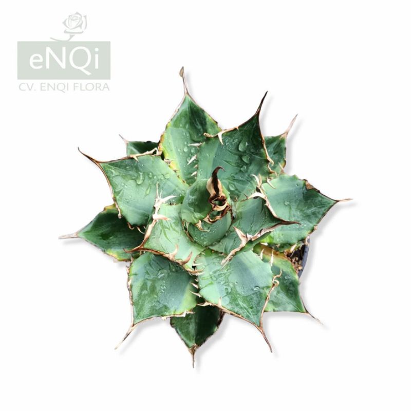 Jual Agave titanota | Shopee Indonesia