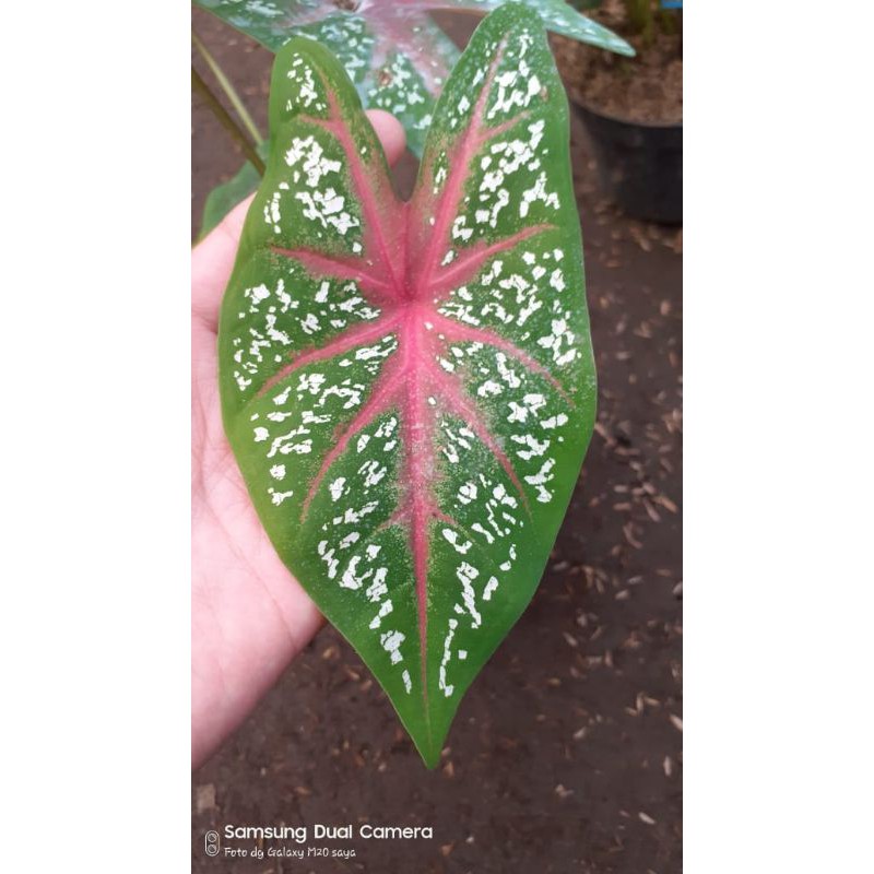 Jual tanaman hias bunga keladi red star(caldium bicolor) | Shopee Indonesia