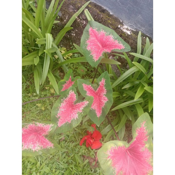 Jual Tanamah Hias caladium bercak merah putih | Shopee Indonesia