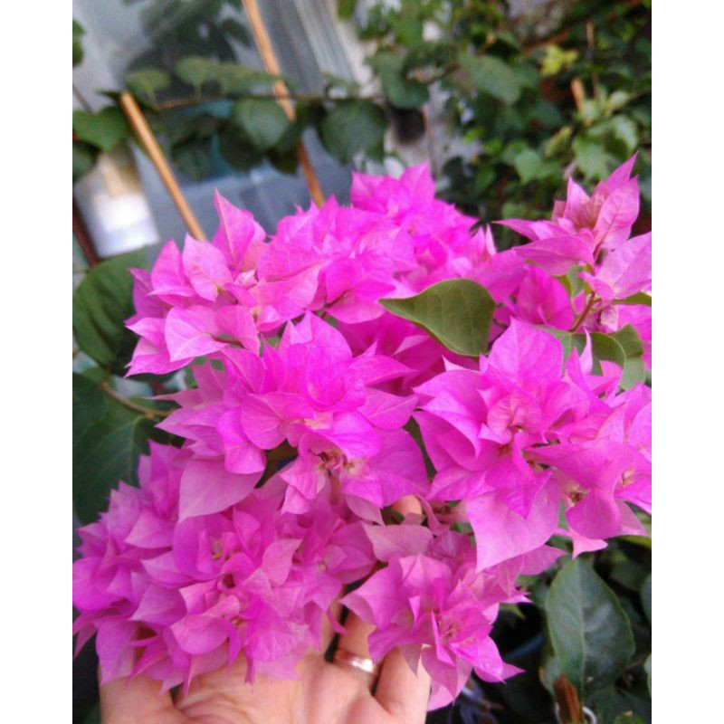 Jual Tanaman Hias Langka Bunga Bougenville Tumpuk Pink Bougainville