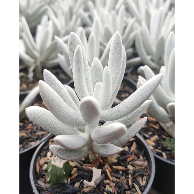 Jual Sukulen Sekulen Senecio Haworthii - Sukulen Bandung | Shopee Indonesia