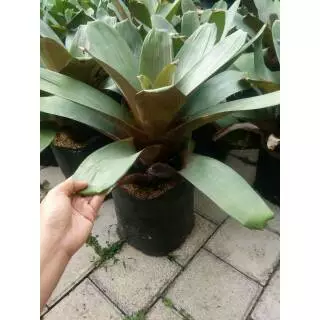 Jual bromelia giant Harga Terbaik & Termurah Maret 2025 | Shopee Indonesia