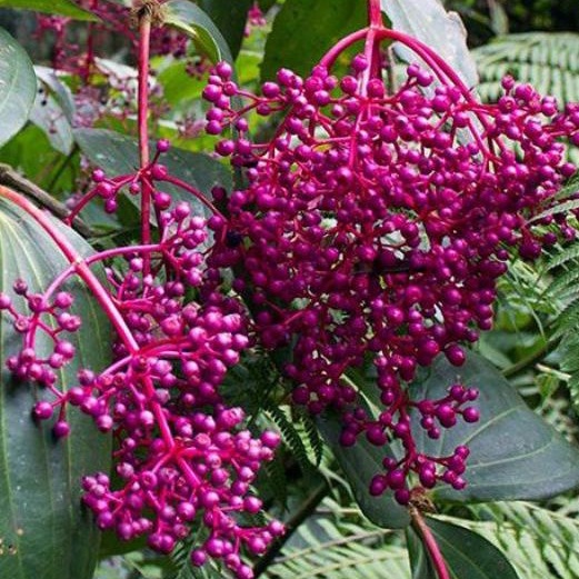 Jual COD Buah Parijoto TANGKAI BESAR Buat Ibu Hamil Asli Pegunungan ...