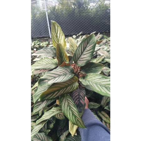 Jual tanaman calathea berbagai macam bisa pilih jenis terlengkap ...