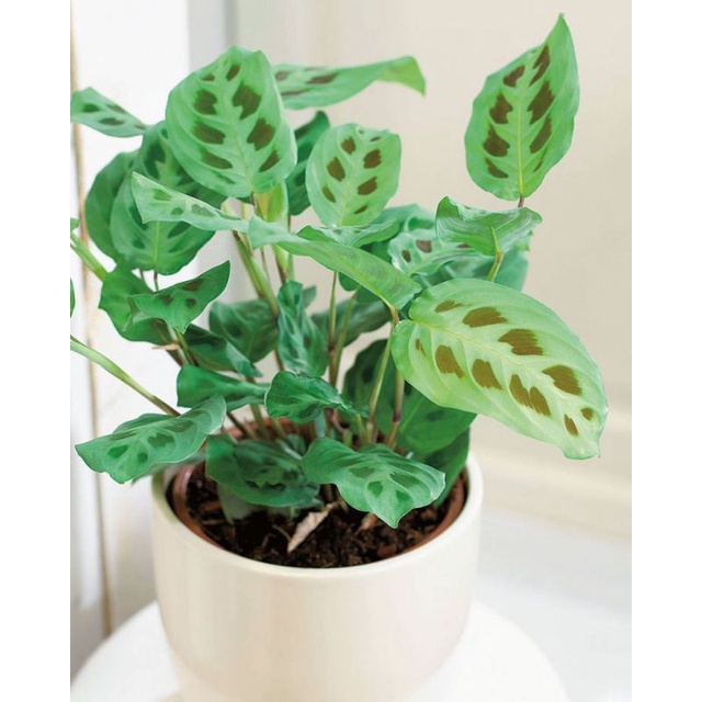 Jual maranta hijau macan (marantha green leuconeura) | Shopee Indonesia
