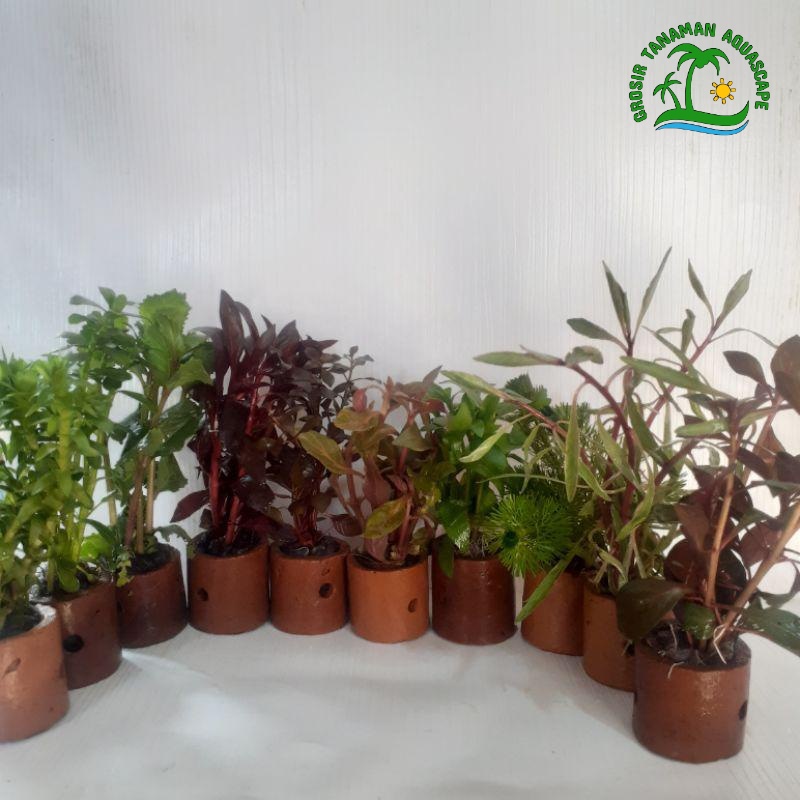 Jual Paket 10 Pot Tanaman aquascape Tanaman Hias Aquarium Low CO2 ...