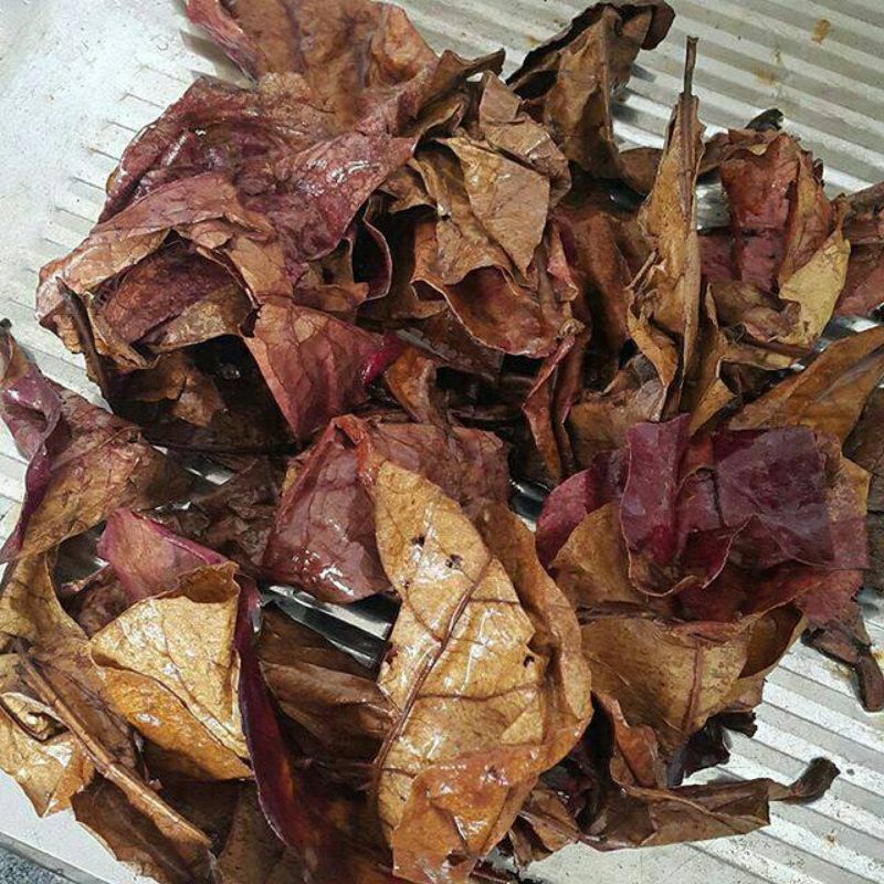 Jual Daun Ketapang Laut Olahan | Shopee Indonesia