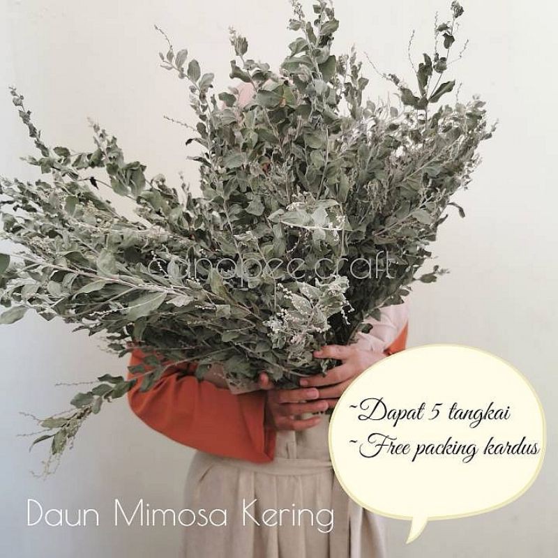 Jual DRIED FLOWER DAUN MIMOSA BUNGA KERING AESTHETIC | Shopee Indonesia