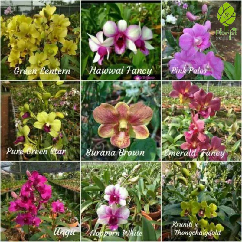 Jual JENIS MACAM BUNGA ANGGREK | Shopee Indonesia