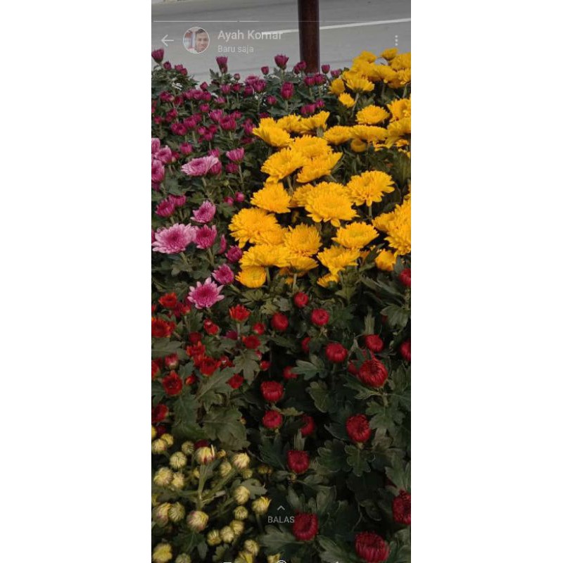 Jual Krisan bunga Pot krisanteum aster | Shopee Indonesia