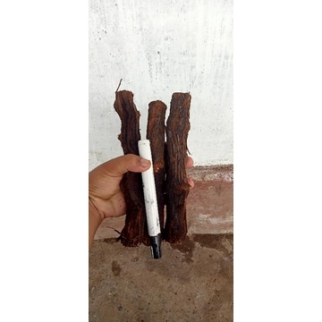 Jual cutting anggur Alfonso udah kalus ukuran batang terbesar | Shopee ...