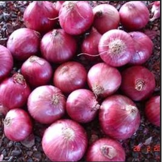 Jual INDIAN RED ONIONS / BAWANG MERAH INDIA -1KG | Shopee Indonesia