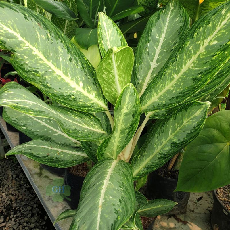 Jual Tanaman Hias Aglonema Silver Bay Chinese Evergreen Commutatum ...