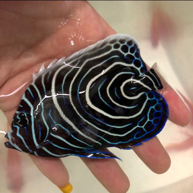 Jual ikan hias laut bluestone asli | Shopee Indonesia