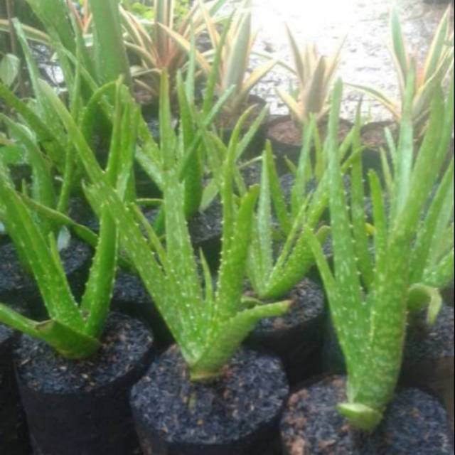 Jual Tanaman Herbal Aloe Vera Lidah Buaya Shopee Indonesia