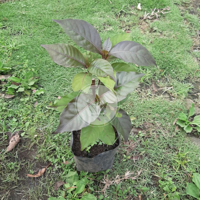 Jual bibit tanaman handeleum/tanaman daun ungu | Shopee Indonesia