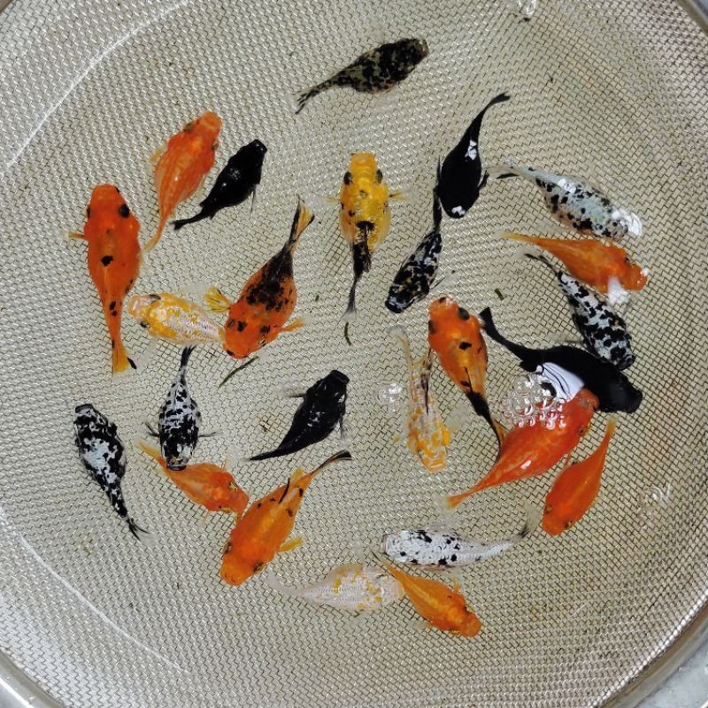 Jual Molly Ballon Size ( L ) warna/jenis mix campur (cong) | Shopee ...