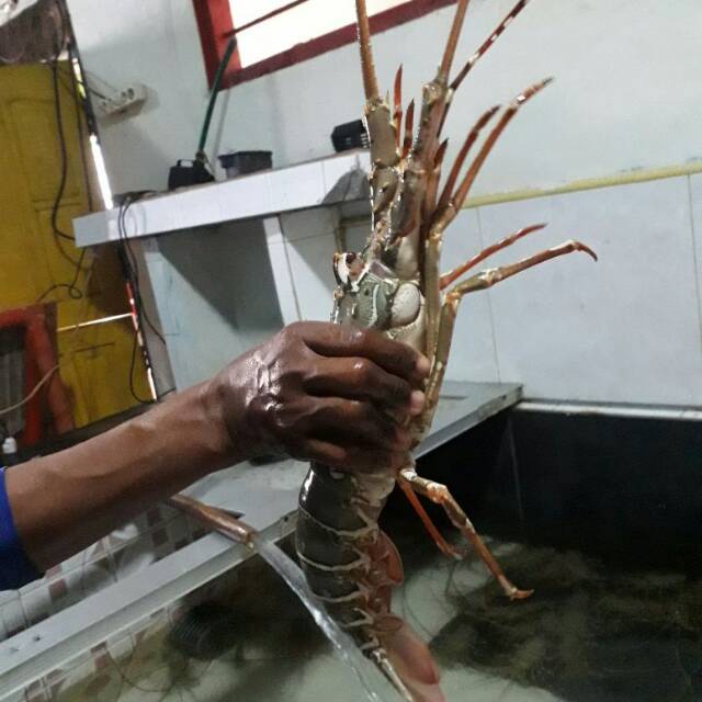 Jual udang Lopster 1 kg | Shopee Indonesia