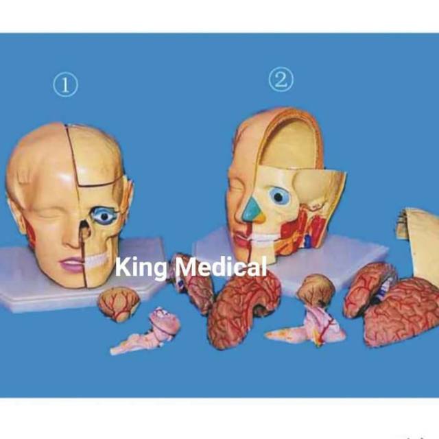 Jual Alat Peraga/Manekin Giant Deluxe Head Model 10 Part Model Kepala ...