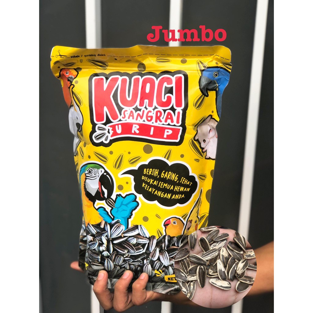 Jual KUACI SANGRAI URIP KUACI BURUNG PARROT BERSIH | Shopee Indonesia