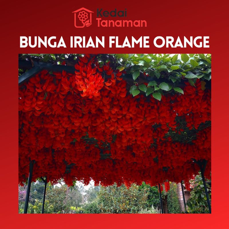 Jual Tanaman Hias Bunga Irian Flame - Irian Of Flame Orange | Shopee ...