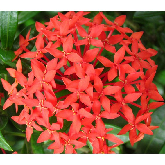 Jual Bibit tanaman hias soka merah | Shopee Indonesia