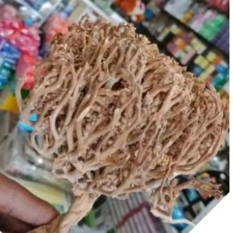 Jual Rumput Fatimah Asli Akar Fatima Labisa Famila Rumput Fatima Grass ...