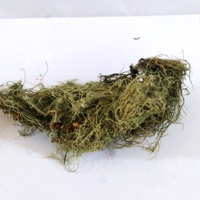 Jual Kayu angin atau usnea thallus 500gr | Shopee Indonesia