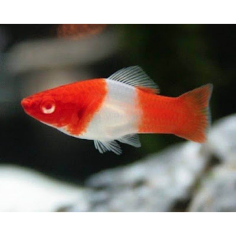 Jual Ikan Mas Pedang Kohaku Shopee Indonesia