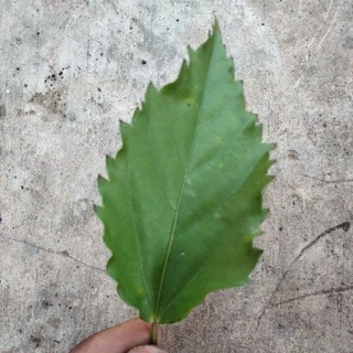 Jual Daun Terlengkap & Harga Terbaru April 2024 | Shopee Indonesia