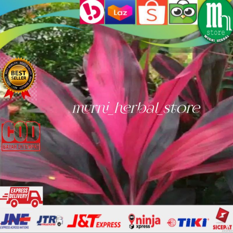 Jual Jual daun andong atau hanjuang merah segar | Shopee Indonesia