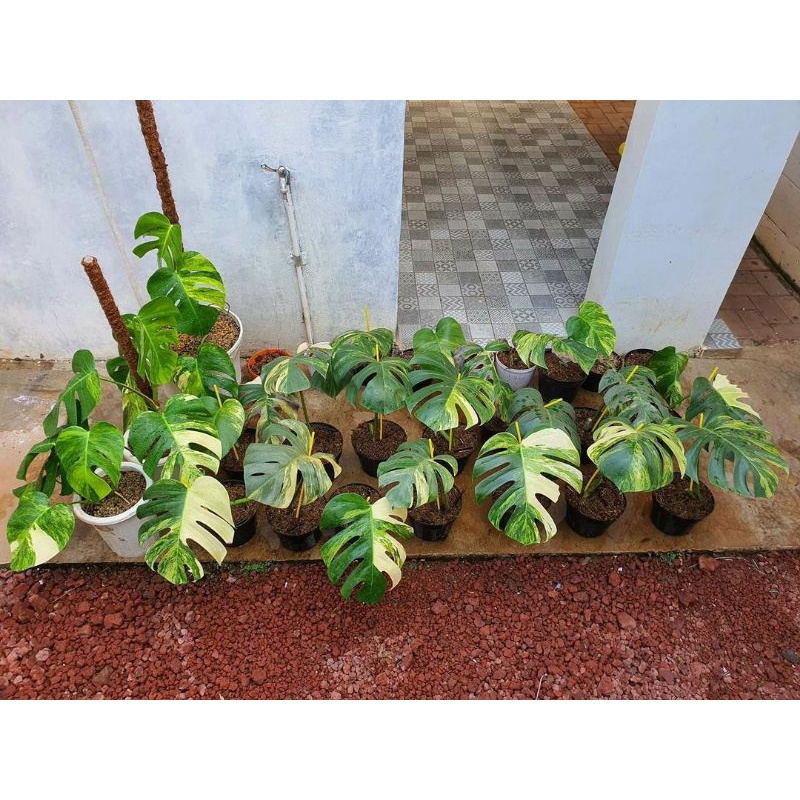 Jual monstera marmorata & marmo per 1 daun monstera marmorata | Shopee ...