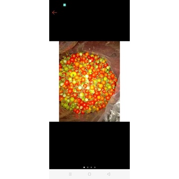 Jual Buah Rampai Rempai Tomat kecil fress 500grm | Shopee Indonesia