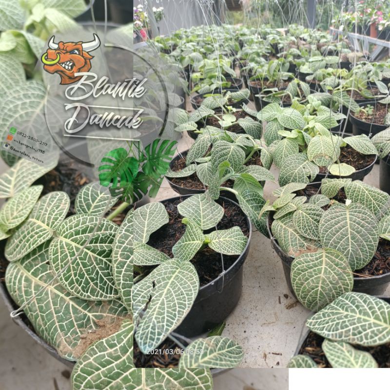 Jual FITONIA (telur puyuh) | Shopee Indonesia