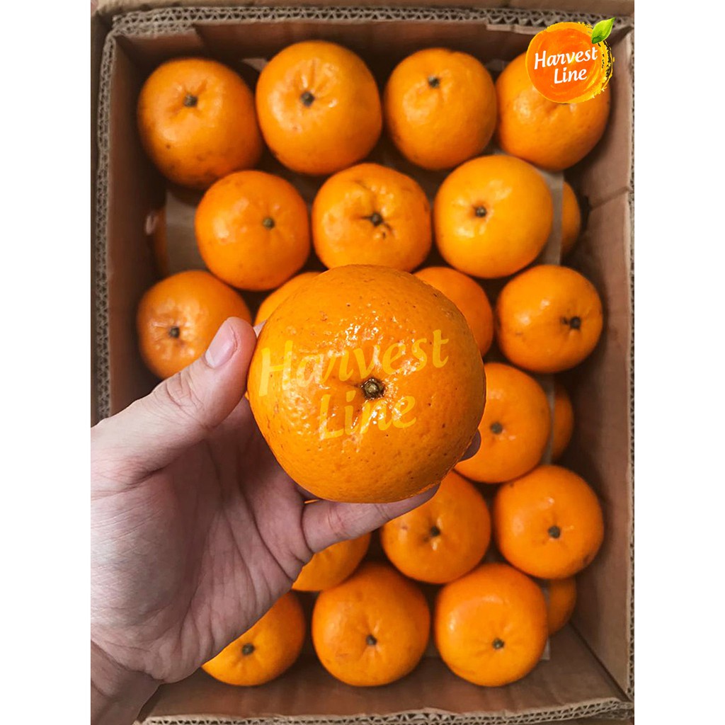 Jual Jeruk Impor Import 1kg [HARVEST LINE] Kino Wokam Auforer Murcot ...