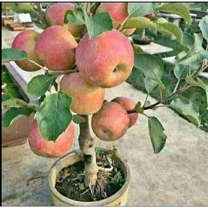 Jual Bibit buah apel | Shopee Indonesia