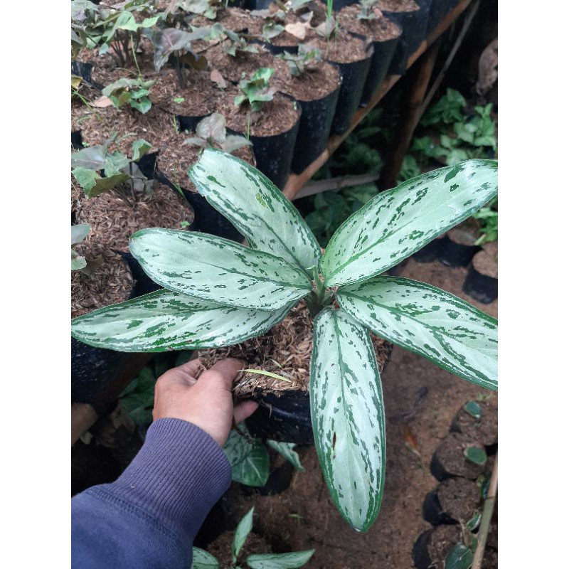 Jual Tanaman hias Aglonema silver | balanceng sri rejeki | Shopee Indonesia